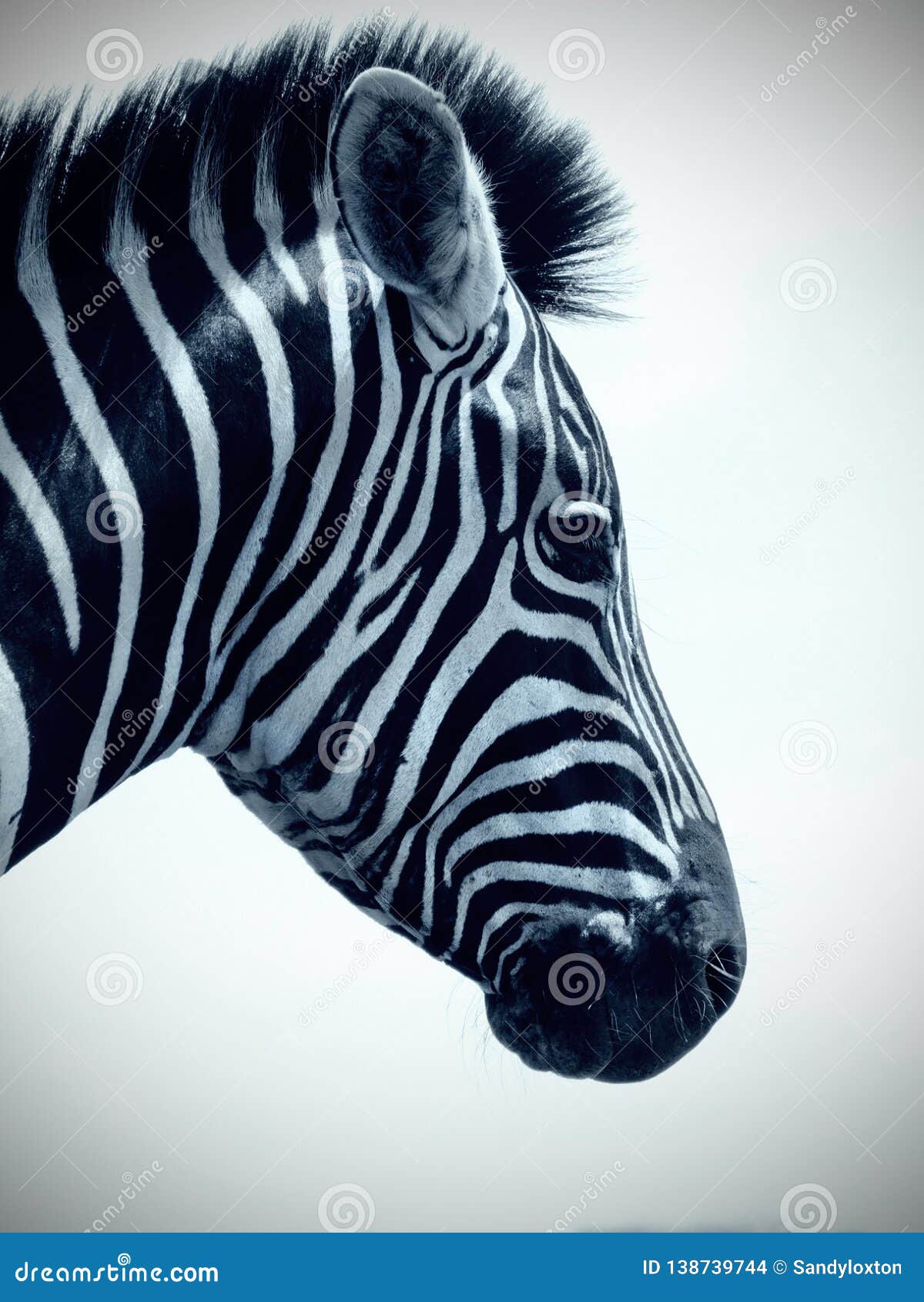 Zebra face stock photo. Image of grasslands, grassland - 138739744