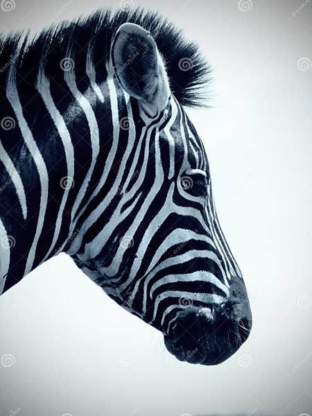 Zebra face stock photo. Image of grasslands, grassland - 138739744
