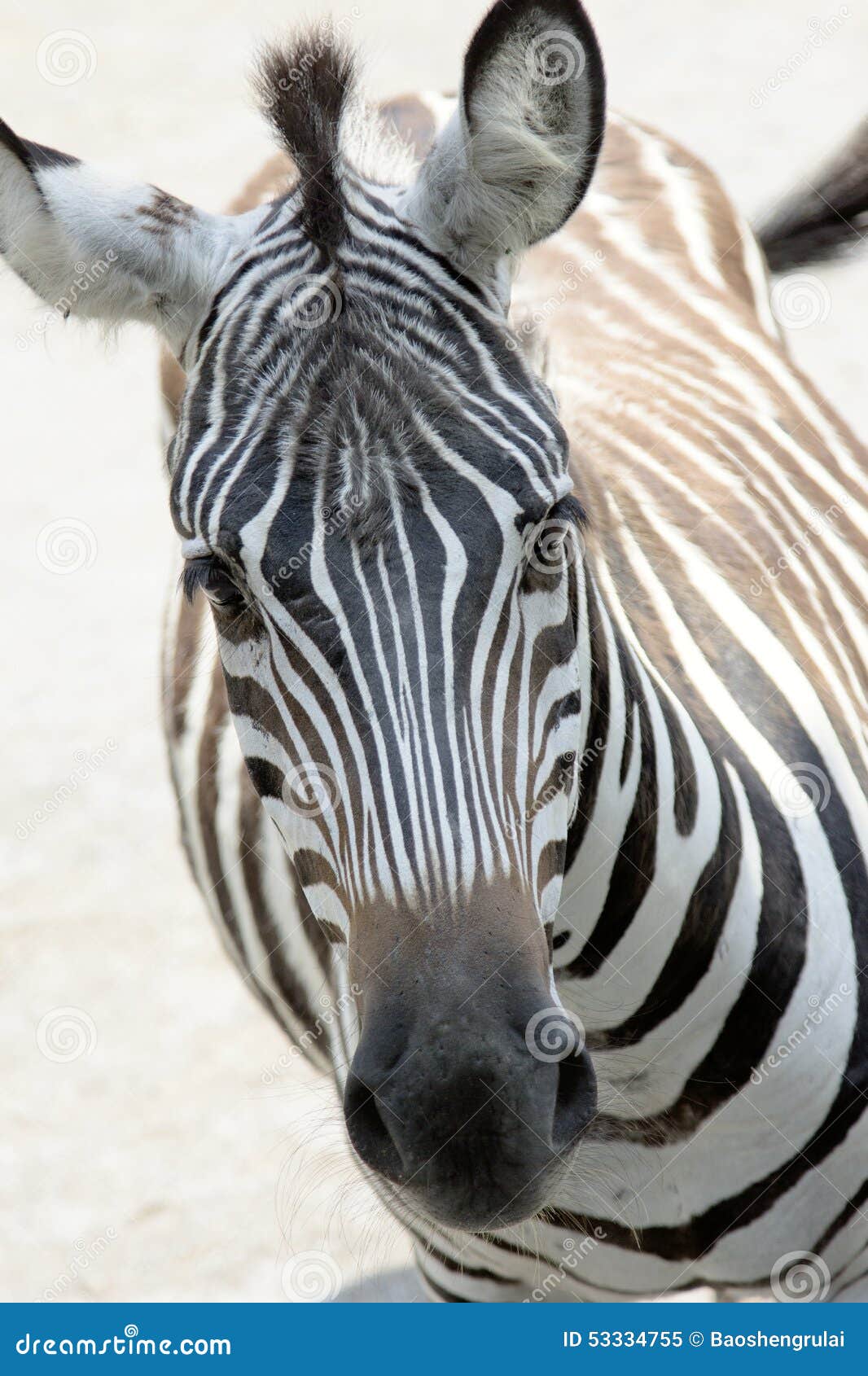 Zebra face stock image. Image of frontal, african, wildlife - 53334755