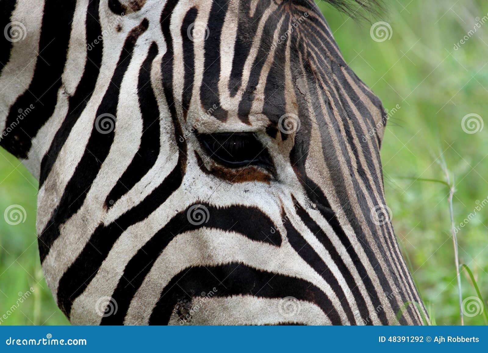 Zebra Face stock photo. Image of fawn, sunset, park, national - 48391292