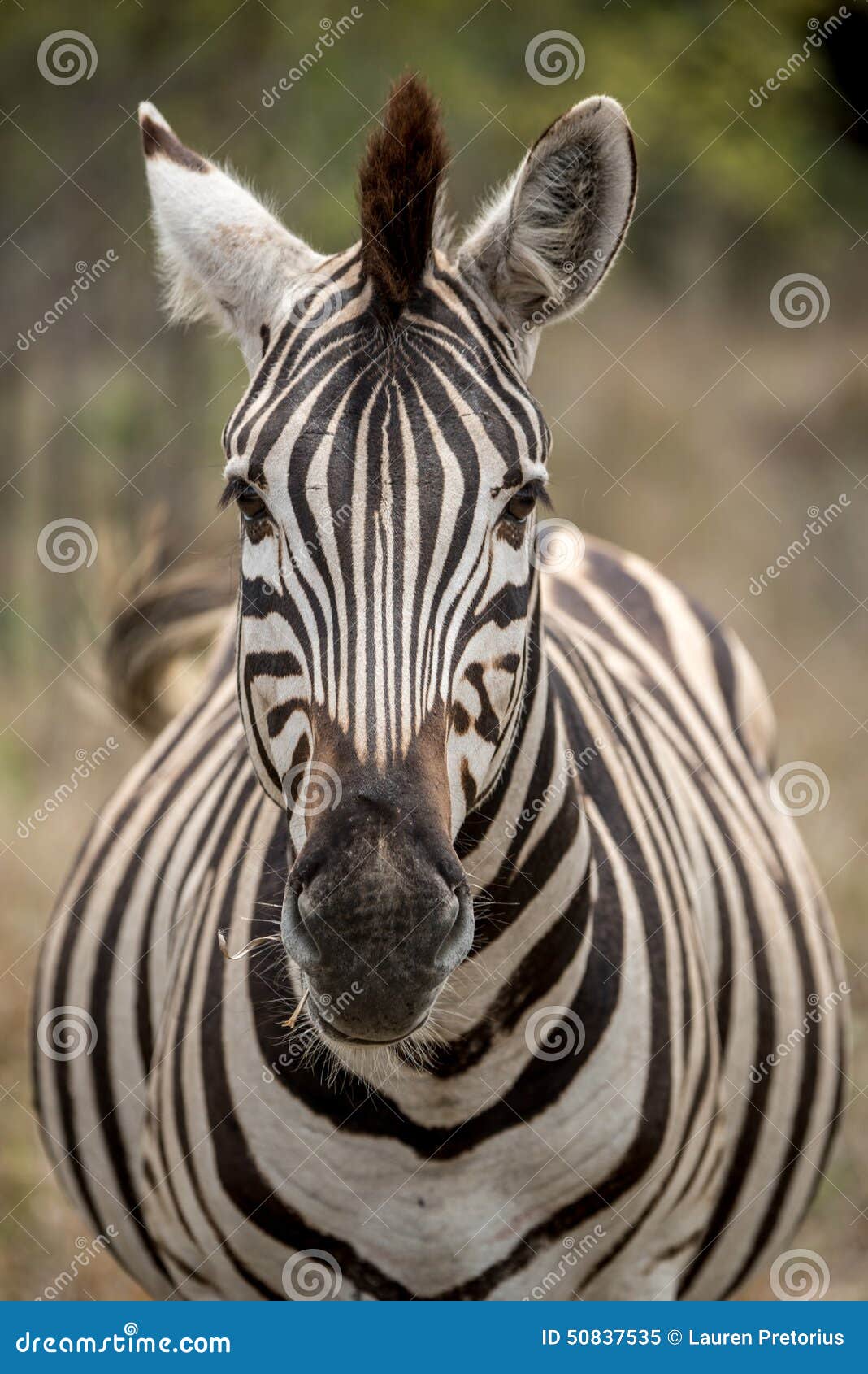 Zebra Face stock image. Image of safari, face, stripe - 50837535