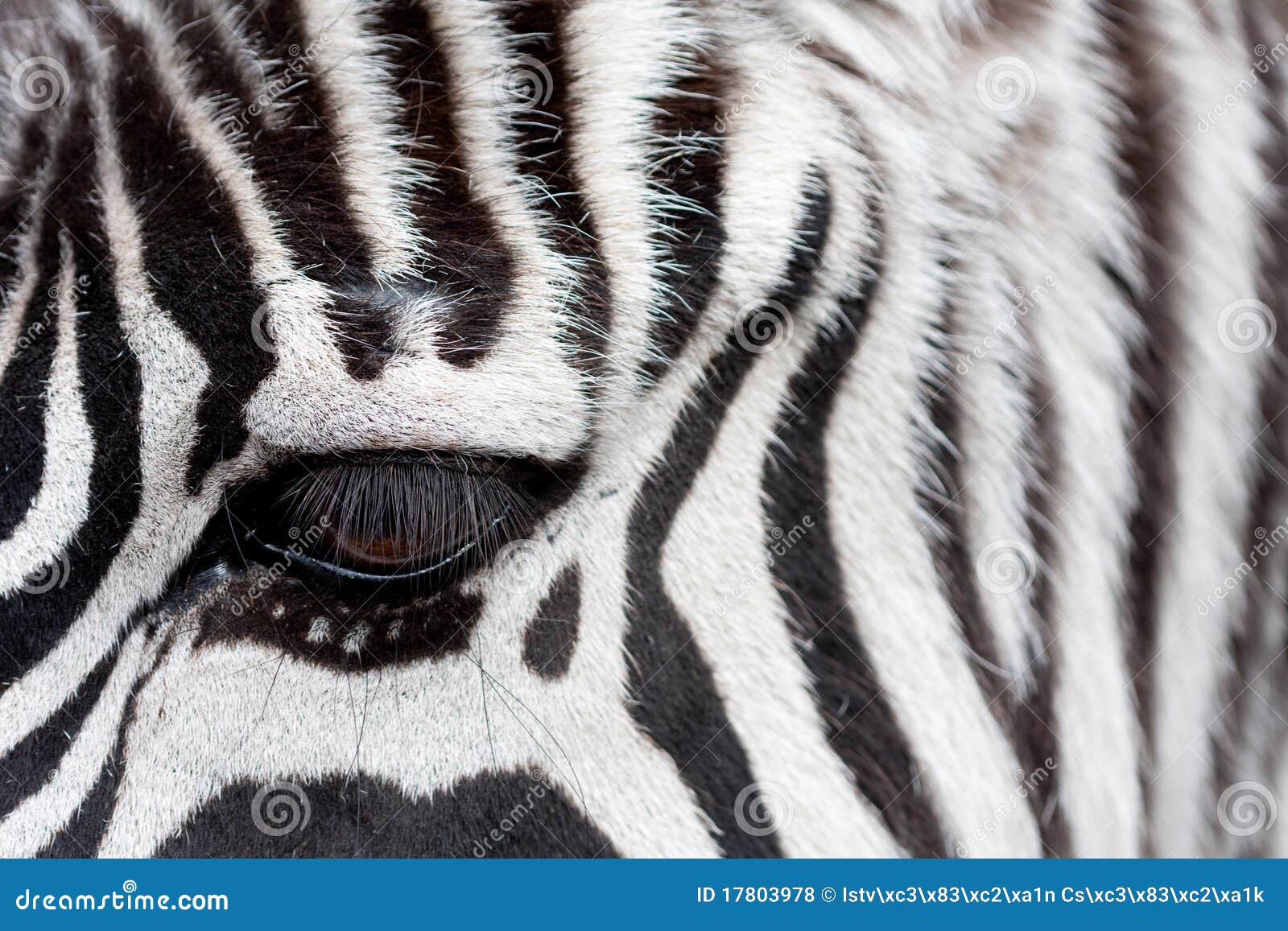 Zebra face to face stock photo. Image of fauna, pelt - 17803978