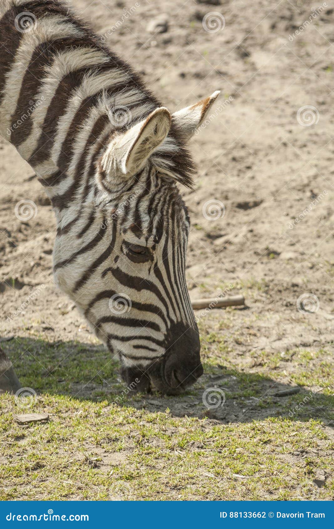Zebra face stock photo. Image of head, lookout, rock - 88133662