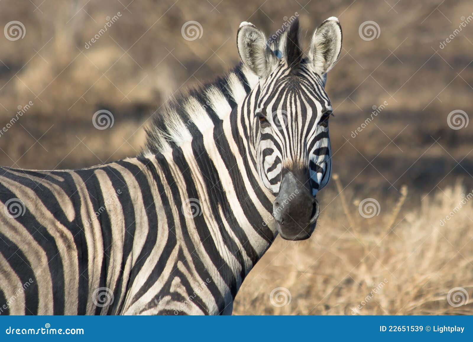 Zebra Face Front