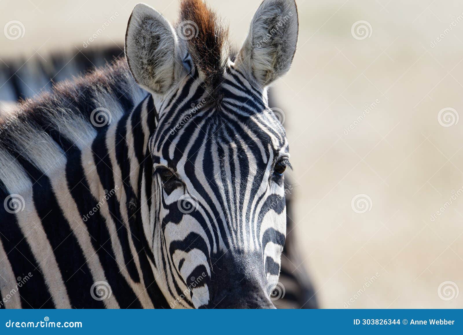 A Zebra is Facing the Camera with Its Ears Pricked Forward Stock Photo ...