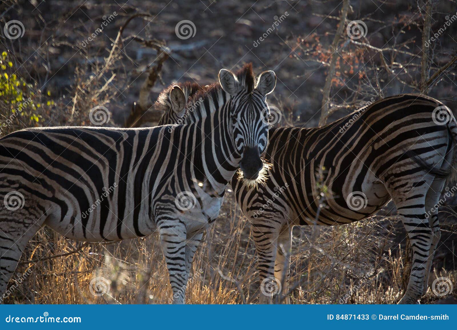 A Zebra Facing Forward Standing in Dry Grass Stock Image - Image of ...