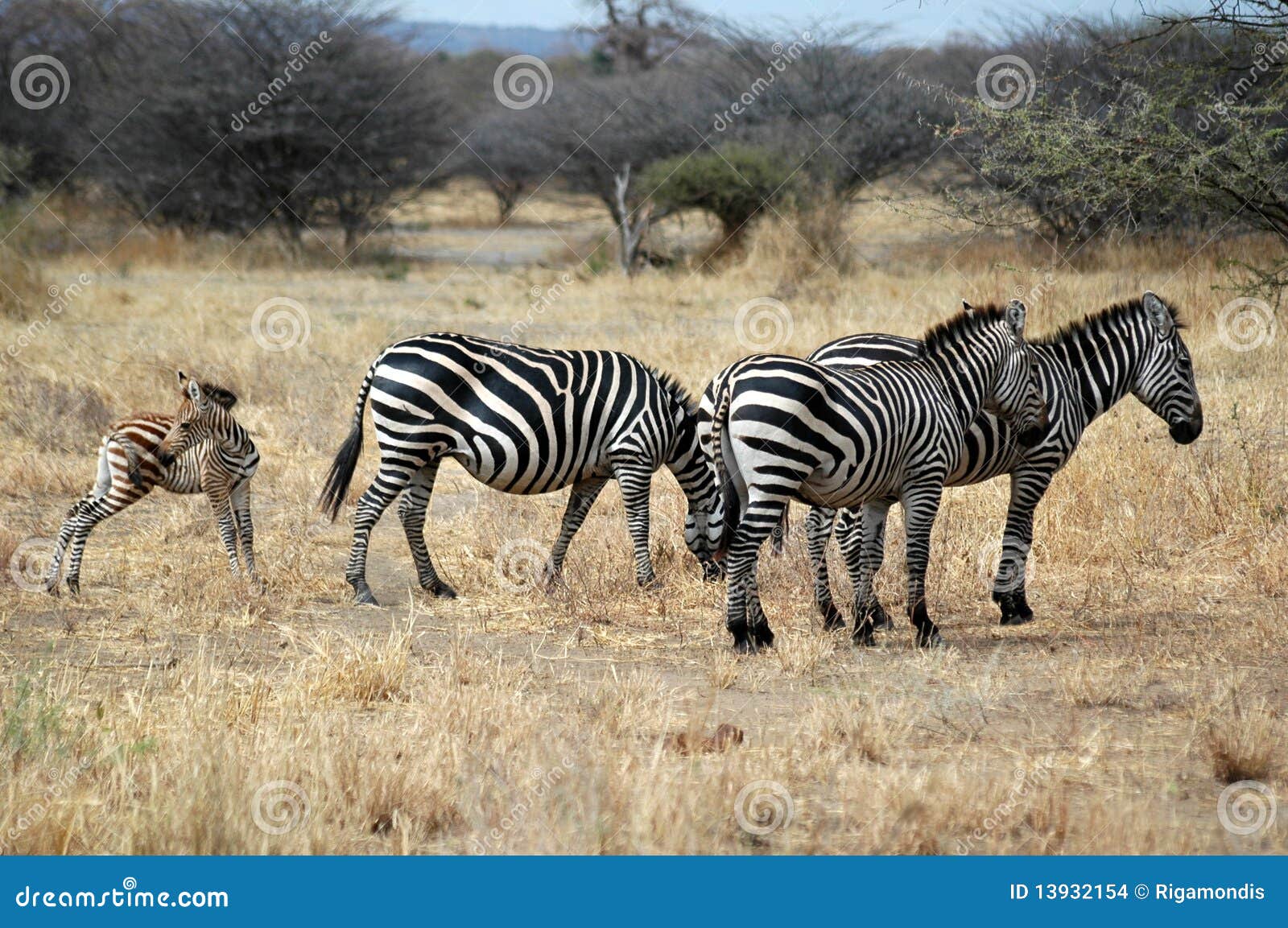 Zebra family stock photo. Image of serengeti, wilderness - 13932154