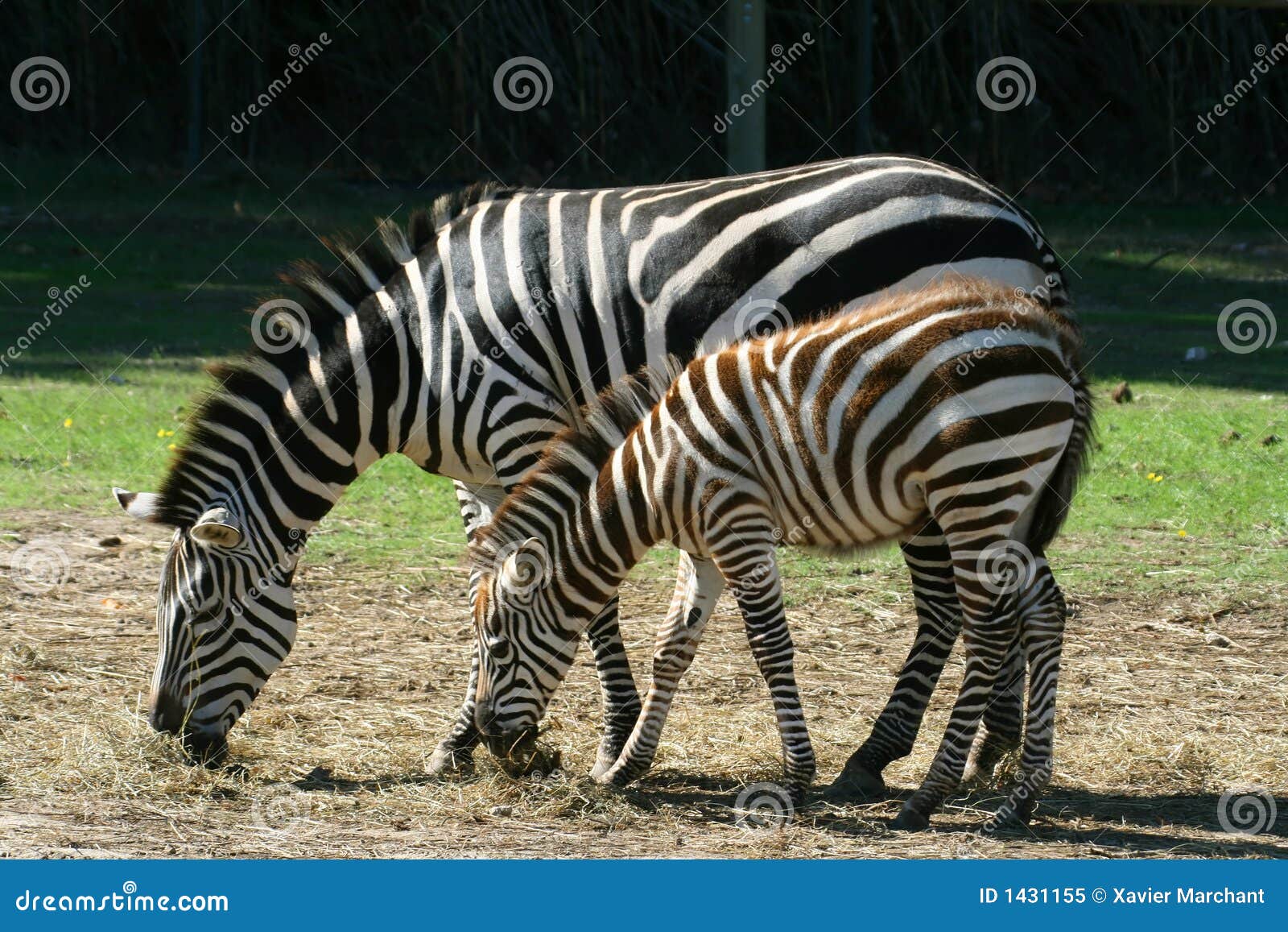 Zebra family stock image. Image of black, female, love - 1431155