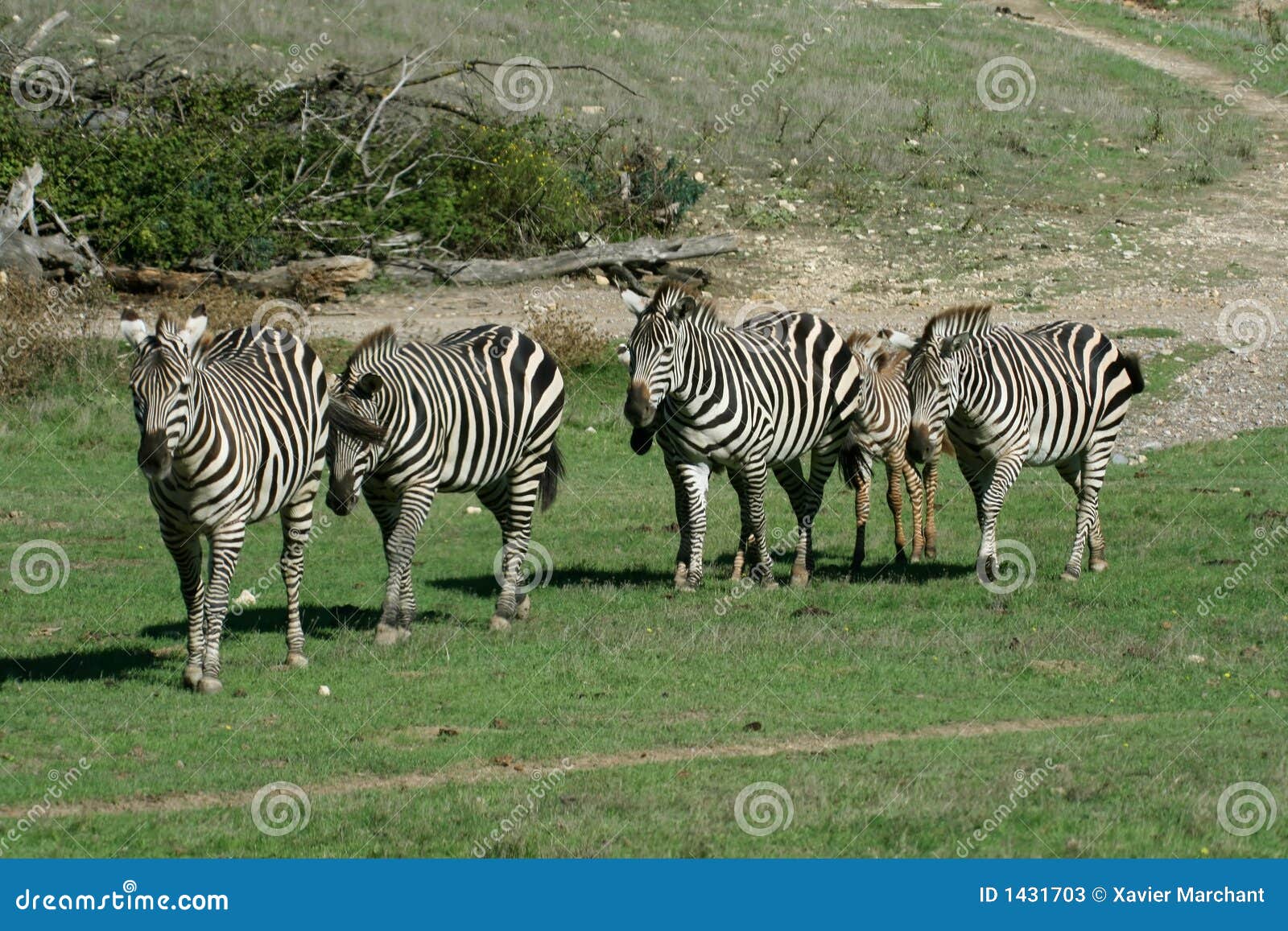 Zebra family stock image. Image of family, mammal, animal - 1431703