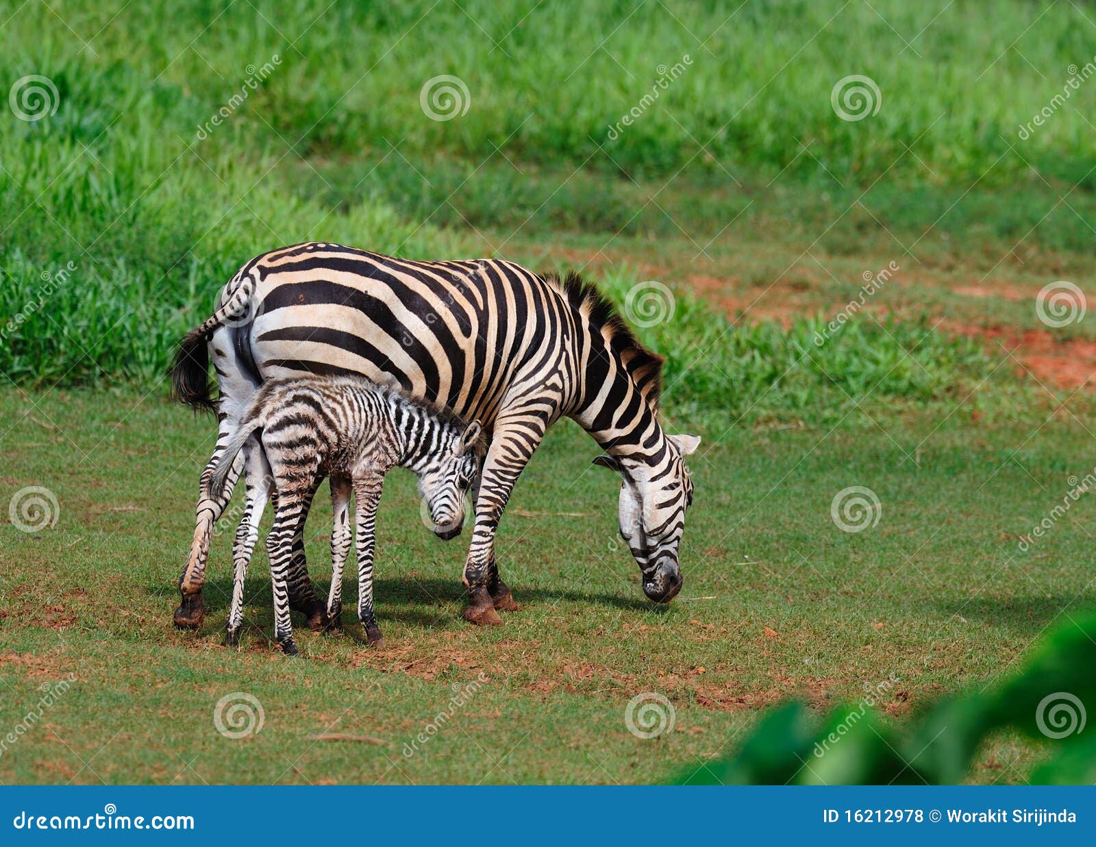 Zebra Family stock photo. Image of animal, parents, wilderness - 16212978