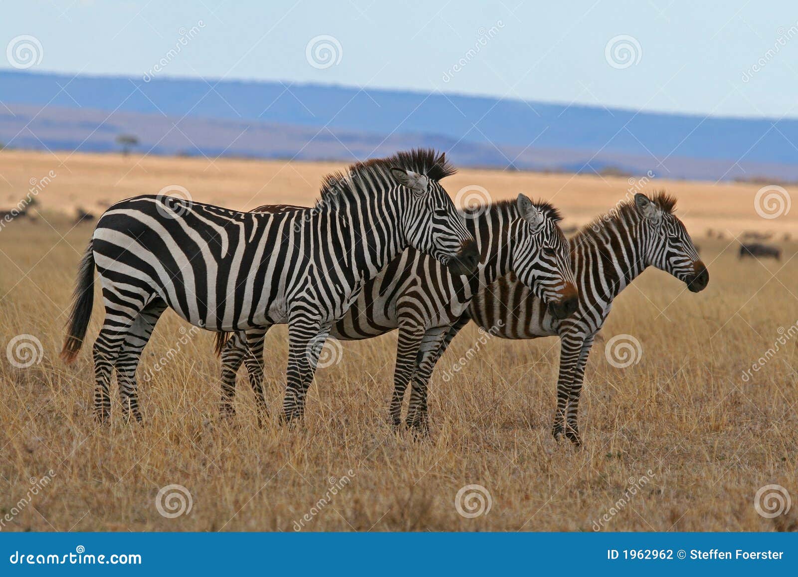 Zebra Family stock photo. Image of africa, foal, horse - 1962962