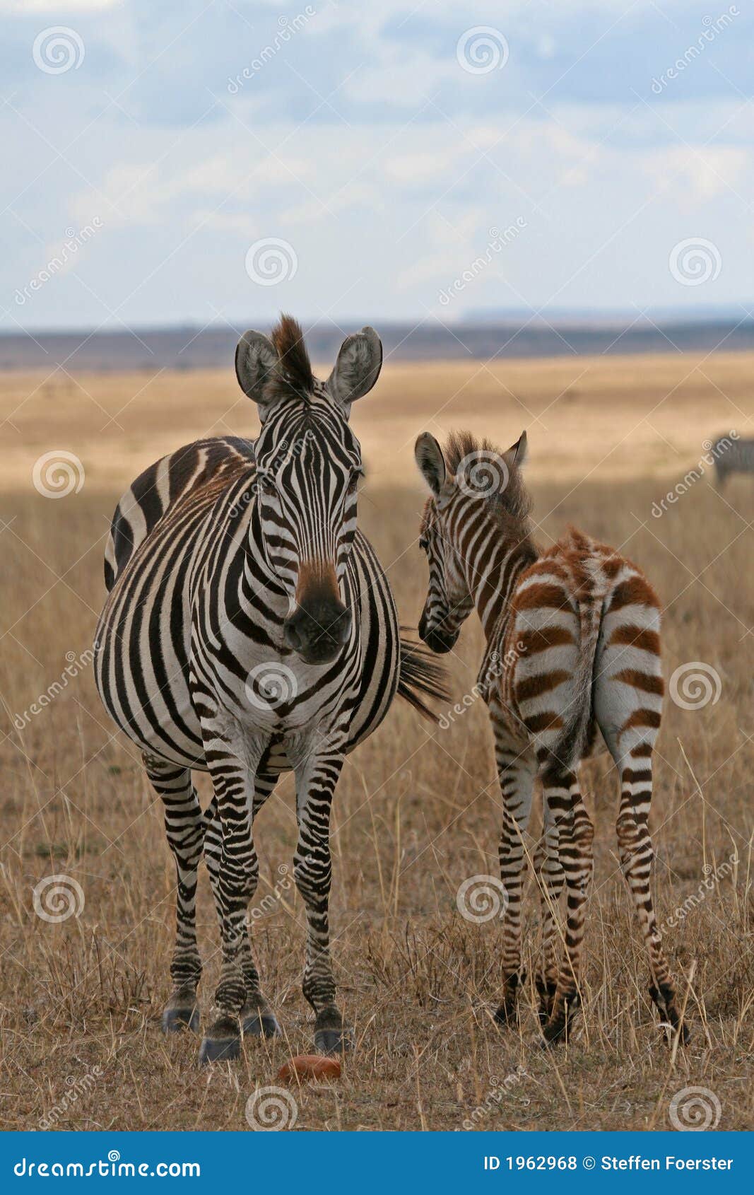 Zebra Family stock photo. Image of ungulate, wildlife - 1962968