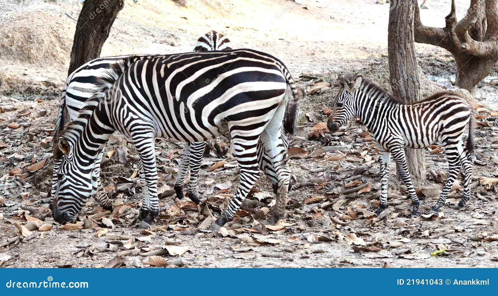 Zebra family stock image. Image of black, wildlife, nose - 21941043