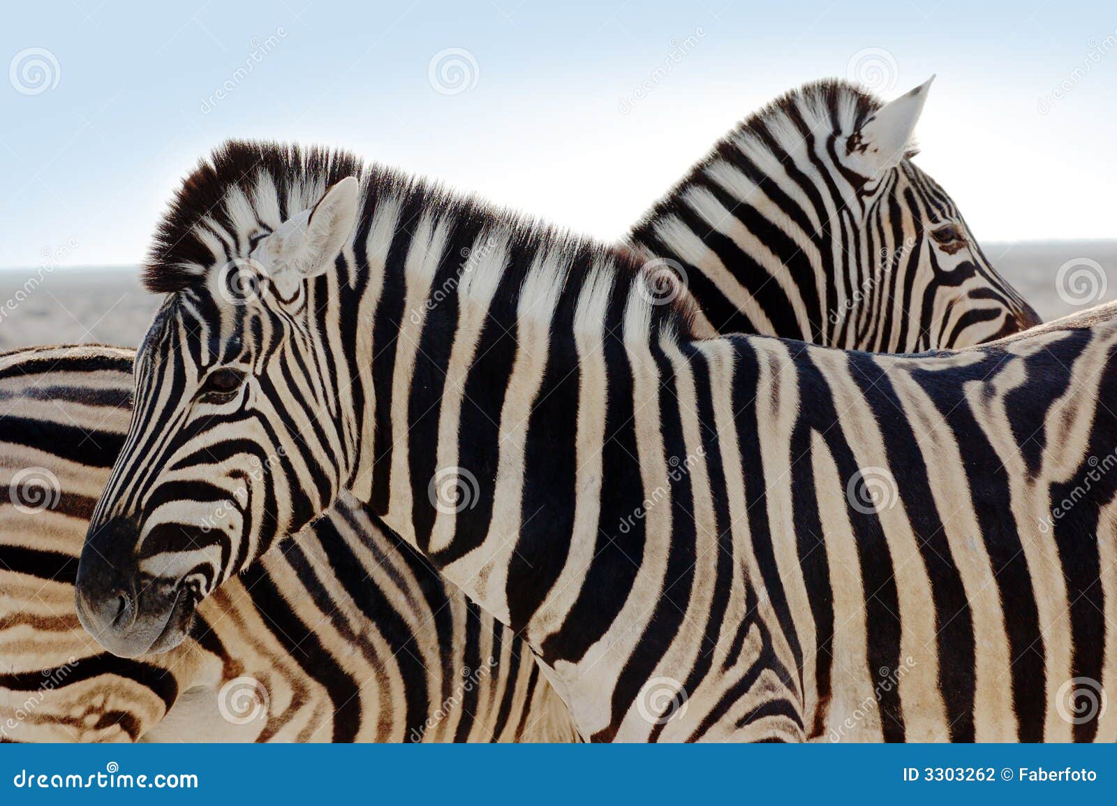 Zebra Family stock photo. Image of equidae, exotic, concept - 3303262
