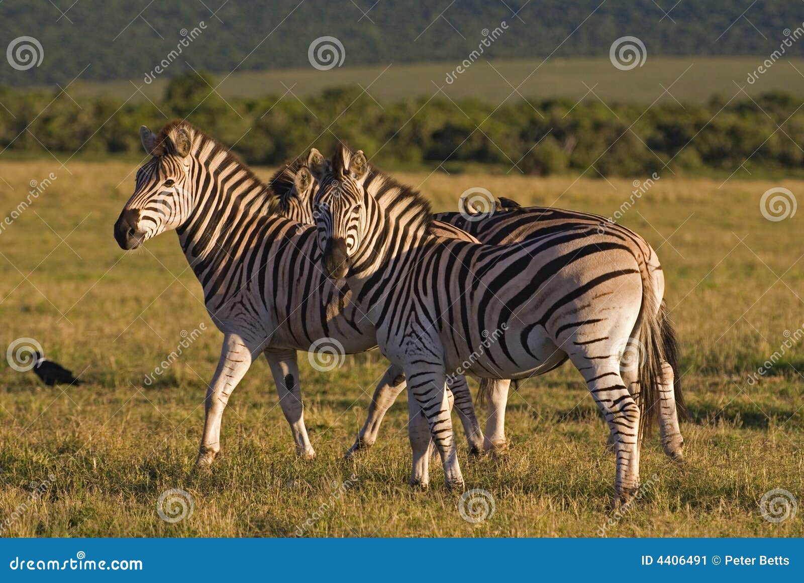 Zebra Family stock image. Image of animal, elephant, holiday - 4406491
