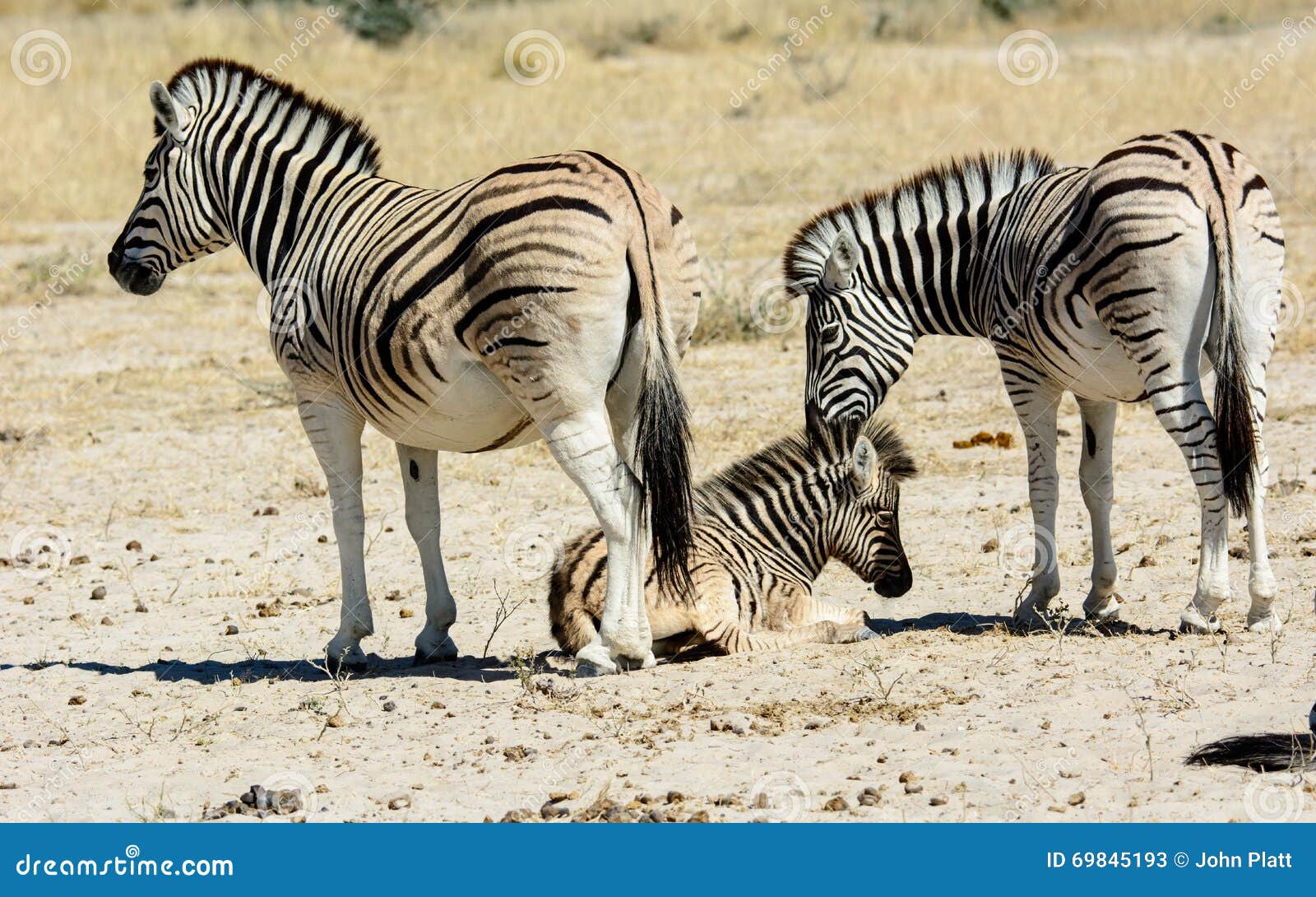 Zebra family with colt stock image. Image of colt, nature - 69845193