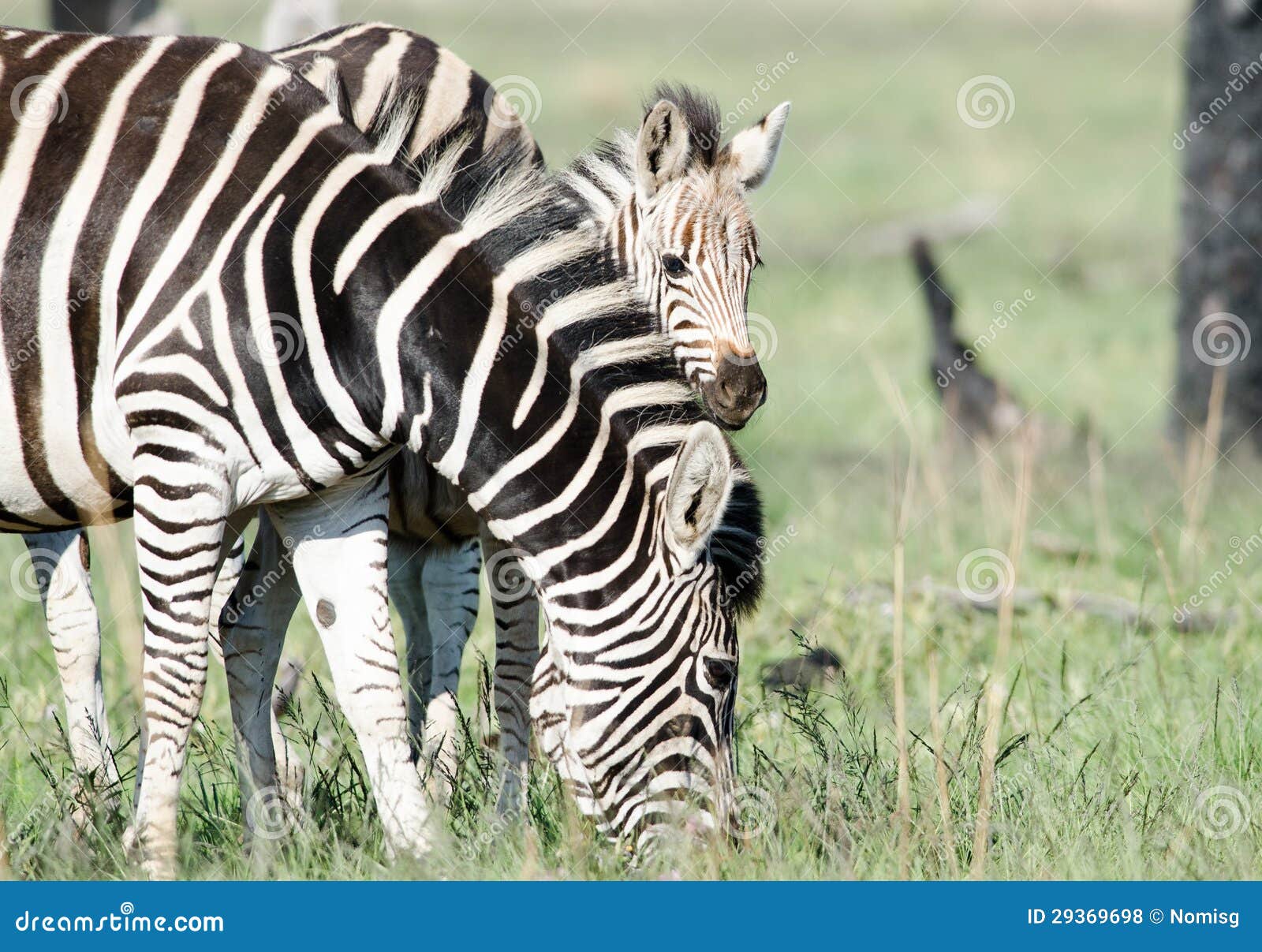Zebra Family group stock photo. Image of rietvlei, soft - 29369698