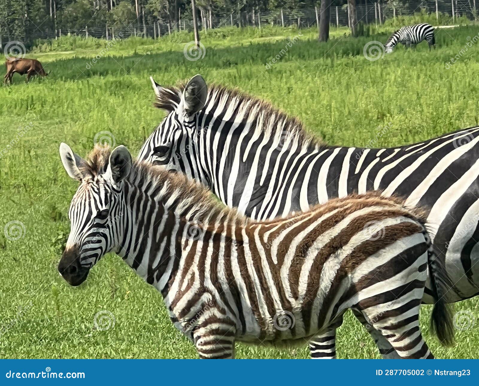 Zebra family stock photo. Image of zebra, baby, mama - 287705002