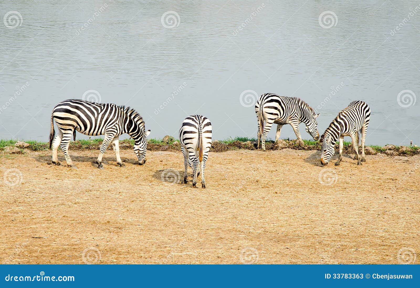 Zebra family stock image. Image of harmony, exotic, animal - 33783363