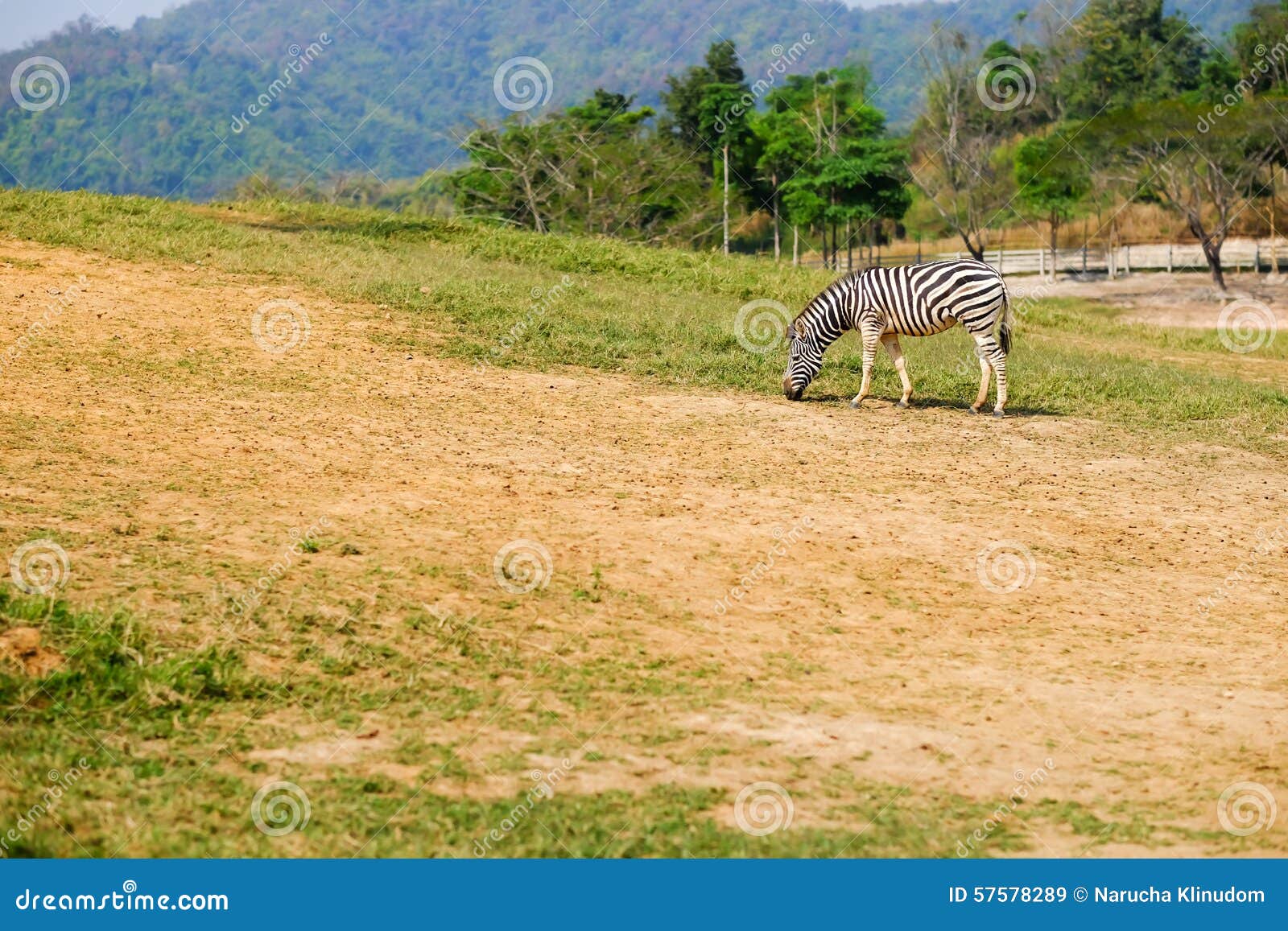 Zebra stock image. Image of white, black, moutain, agriculture - 57578289