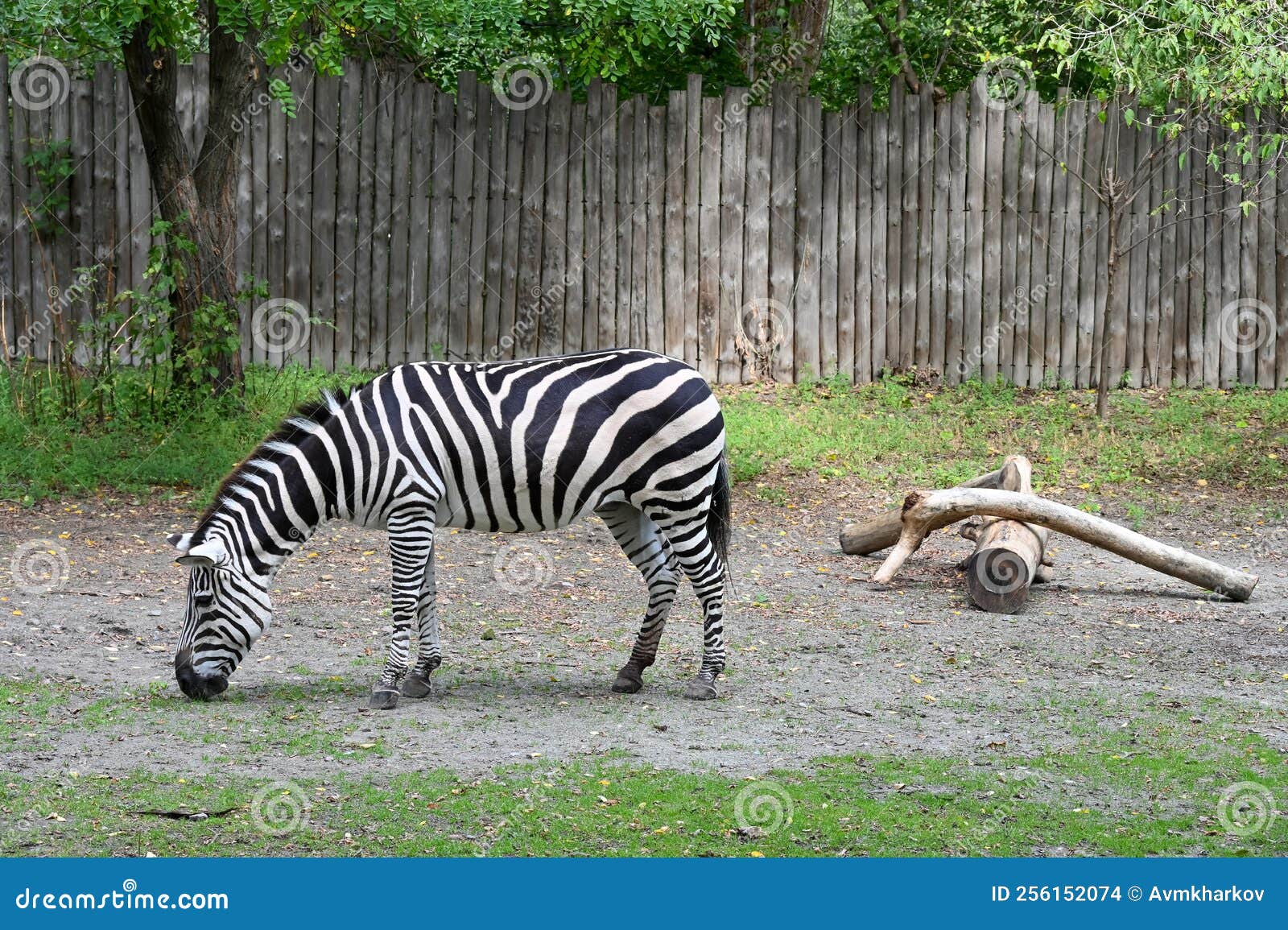 Zebra on the farm stock photo. Image of horse, grazing - 256152074