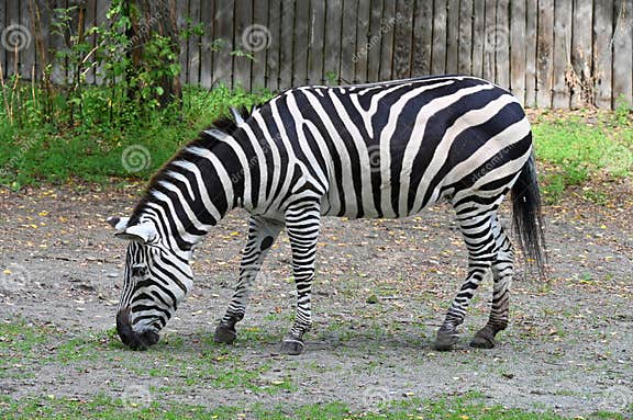 Zebra on the farm stock photo. Image of zebra, zebras - 256152100