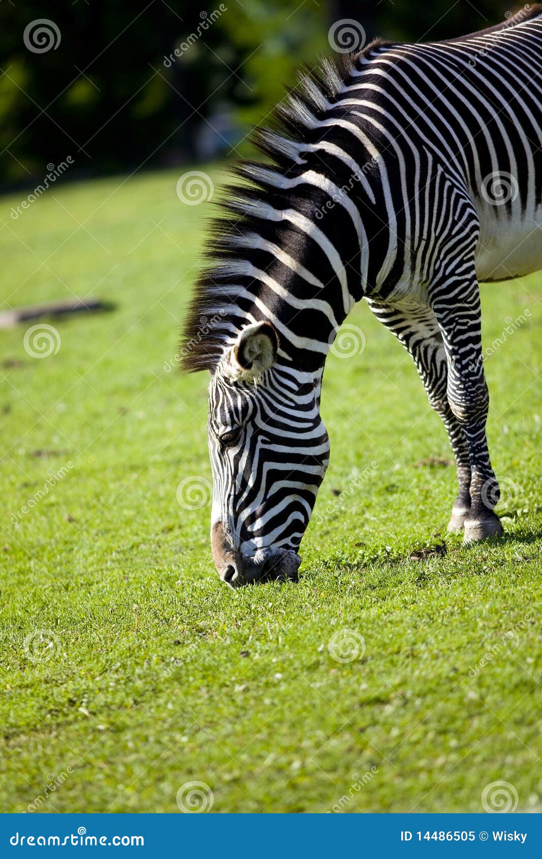 Zebra feed on grass stock image. Image of zebra, summer - 14486505