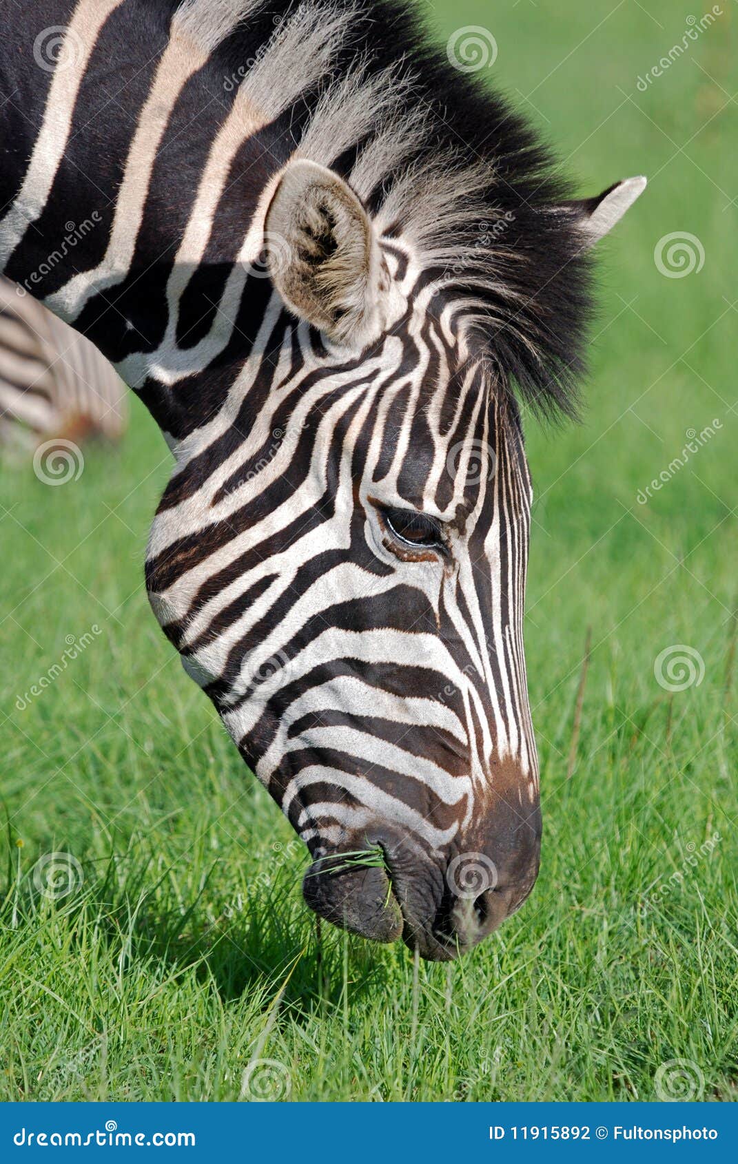 Zebra Feeding stock photo. Image of green, africa, lush - 11915892