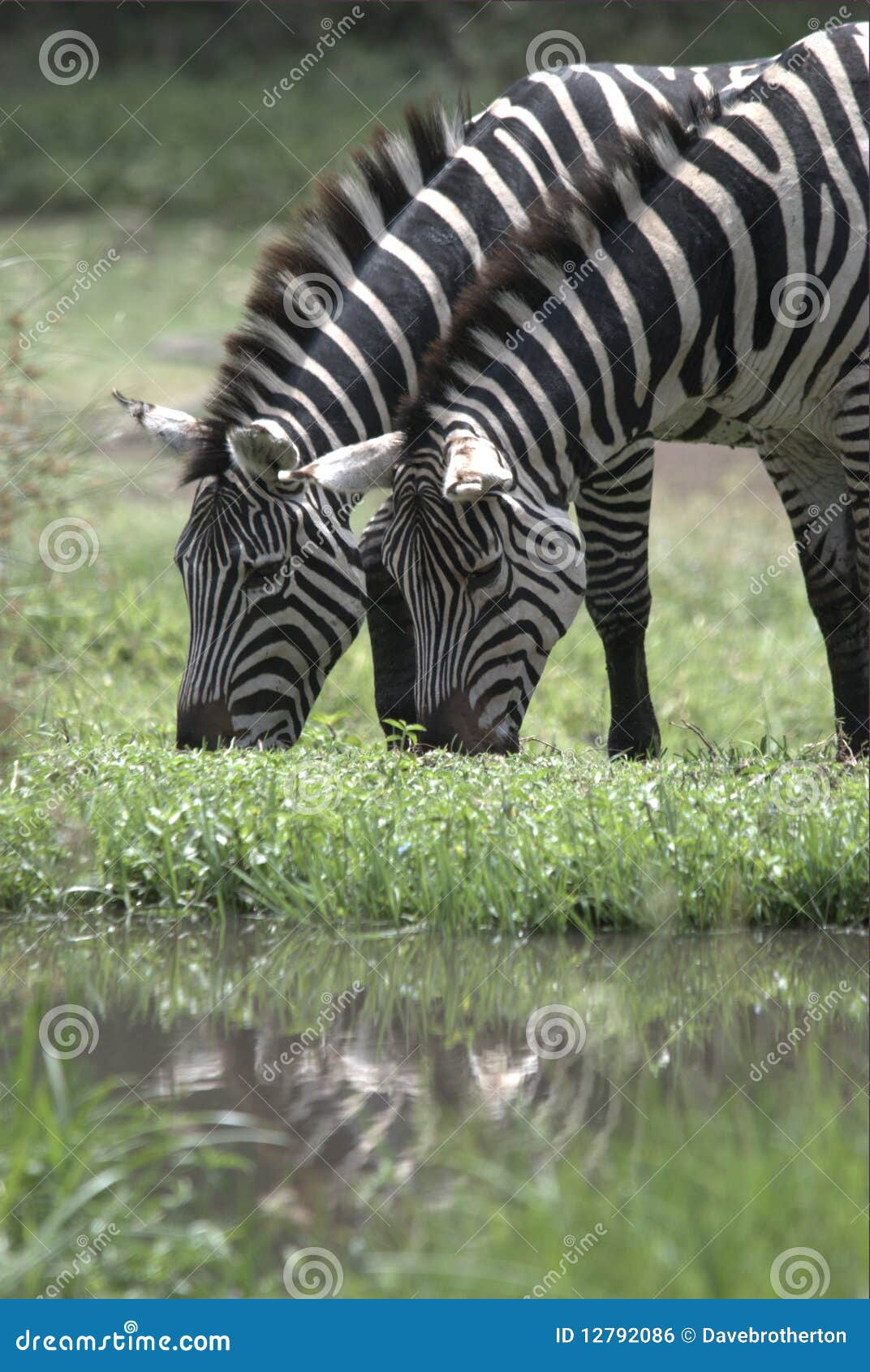 Zebra feeding stock photo. Image of reflection, zebra - 12792086