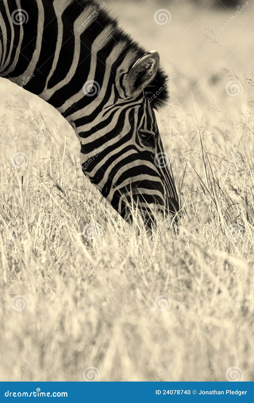 Zebra feeding stock photo. Image of migration, color - 24078740