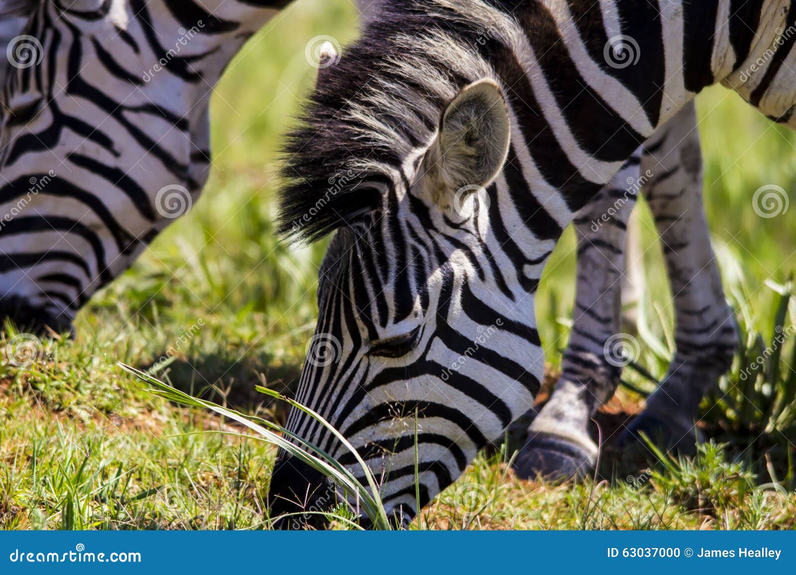 Zebra Feeding stock photo. Image of head, cropped, horn - 63037000