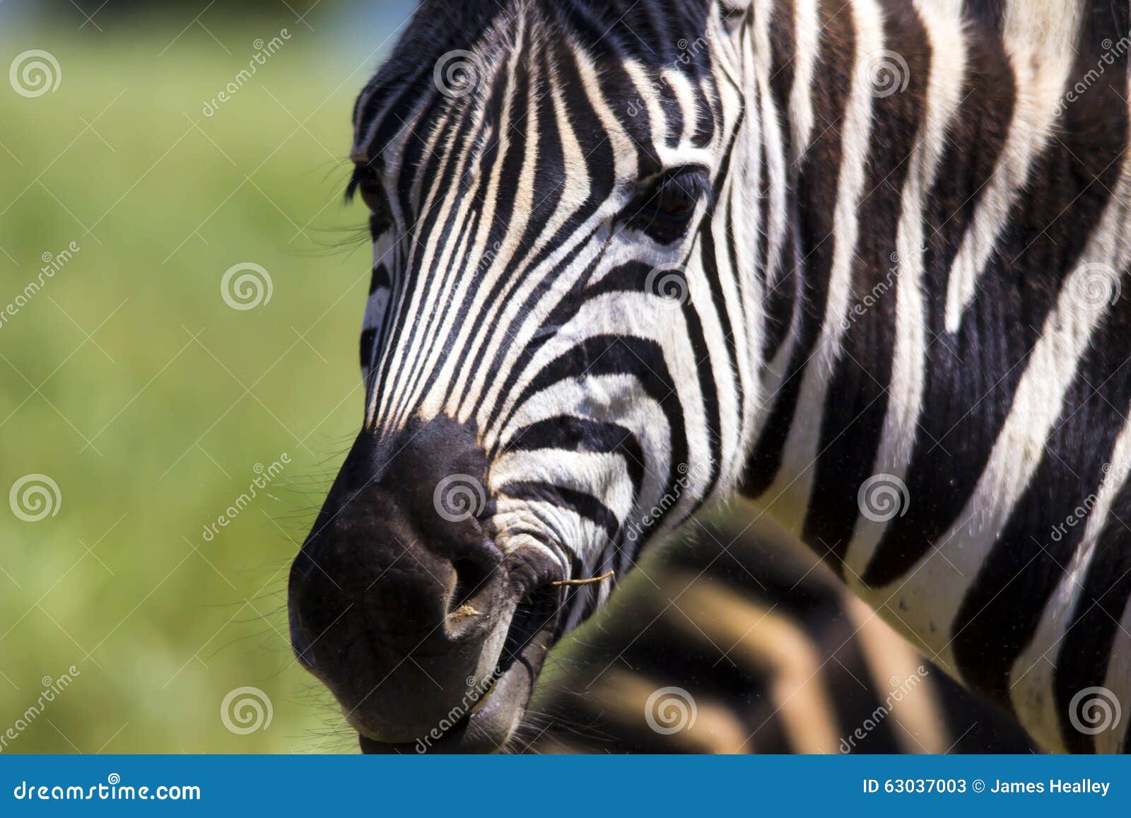 Zebra Feeding stock image. Image of bush, eyes, faces - 63037003