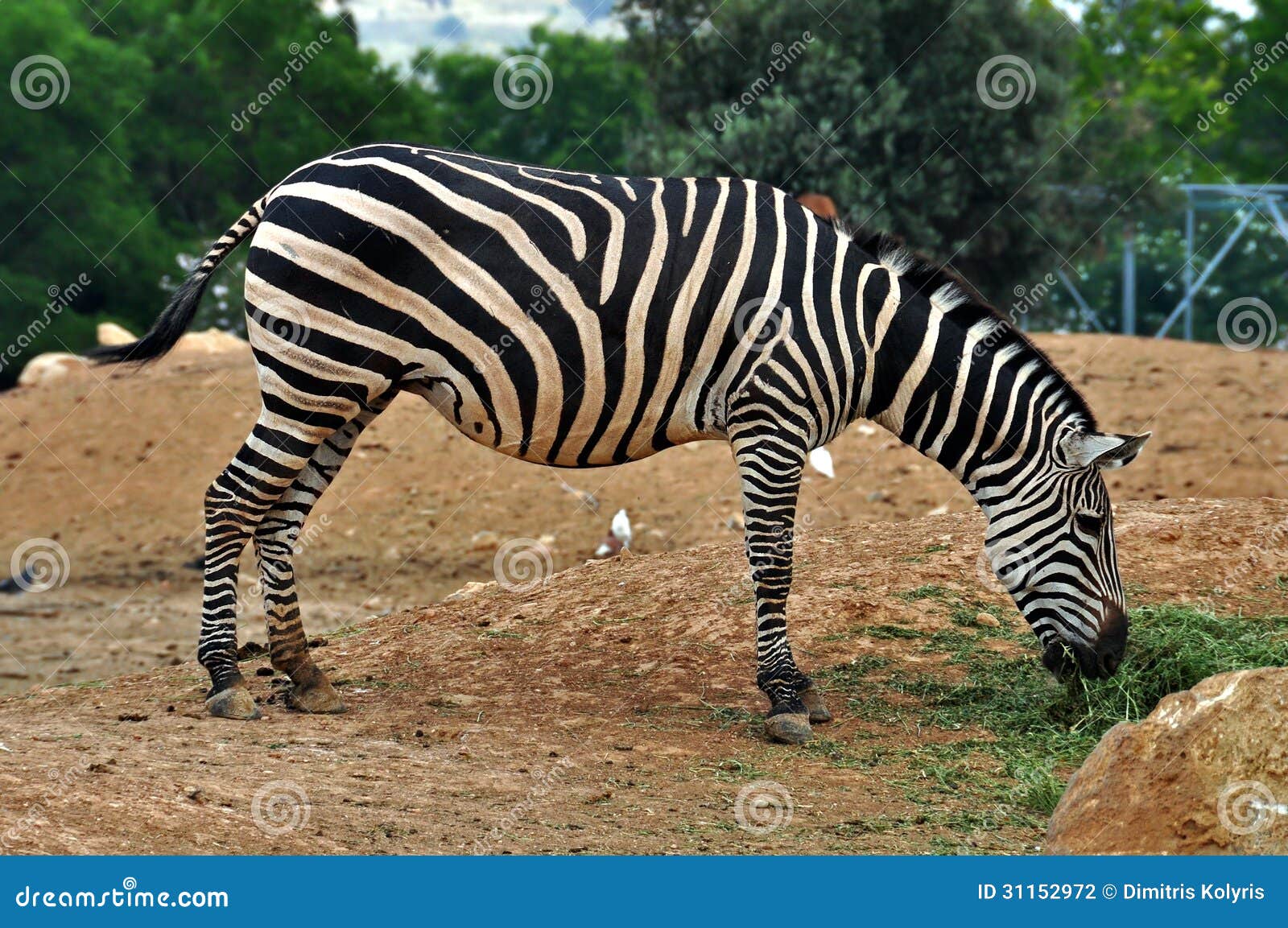 Zebra feeding on grass stock photo. Image of creature - 31152972