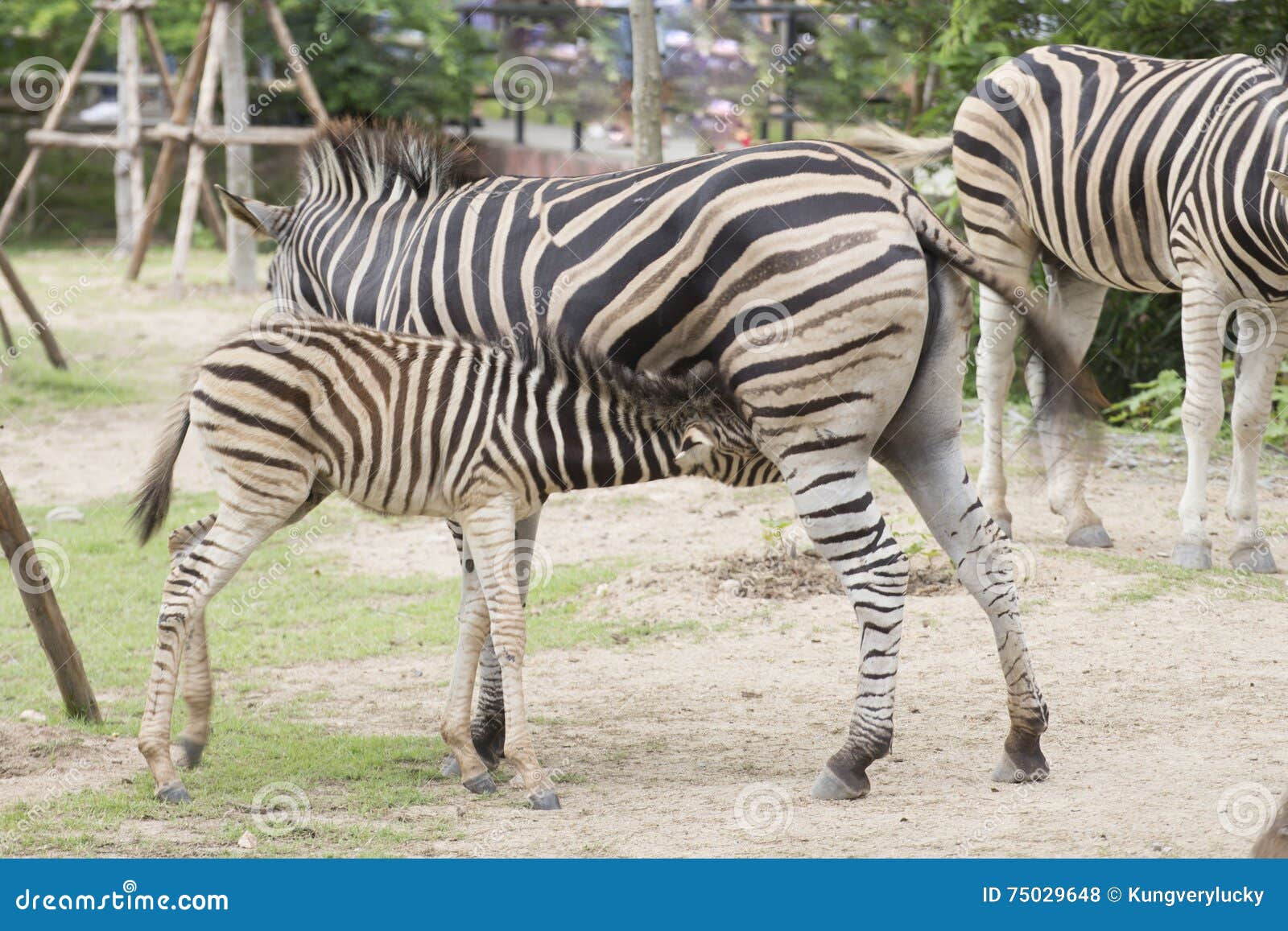 Zebra feeding its foal stock photo. Image of feed, horse - 75029648