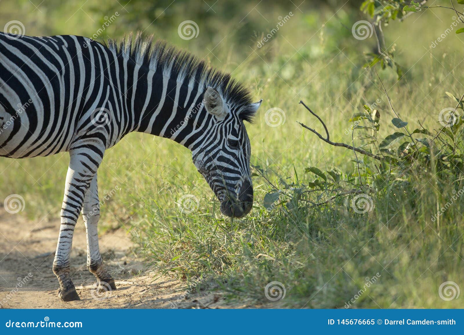 A Zebra Feeding in Luscious Grass Stock Image - Image of animals, large ...