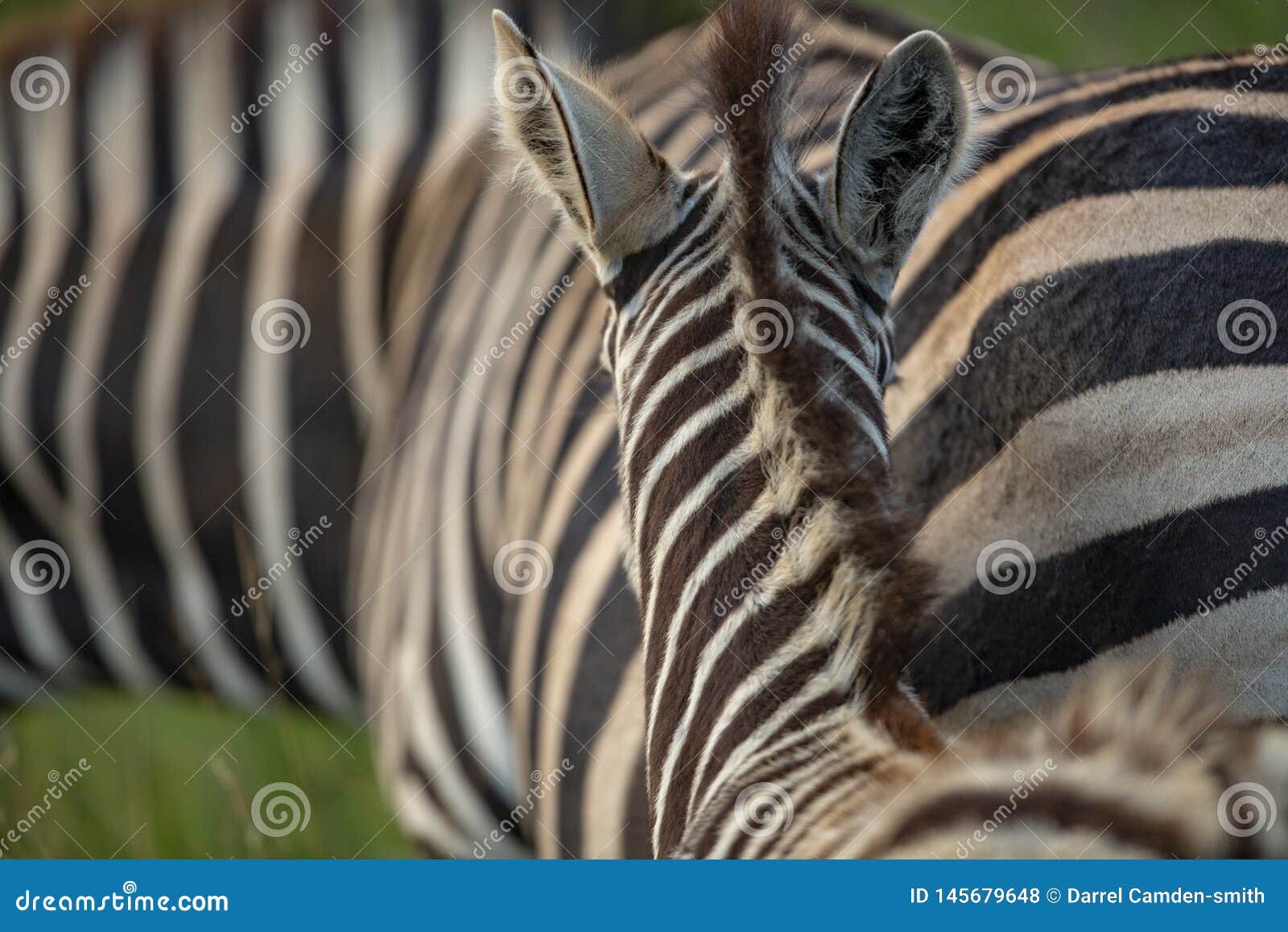 A Zebra Feeding in Luscious Grass Stock Photo - Image of safari, animal ...