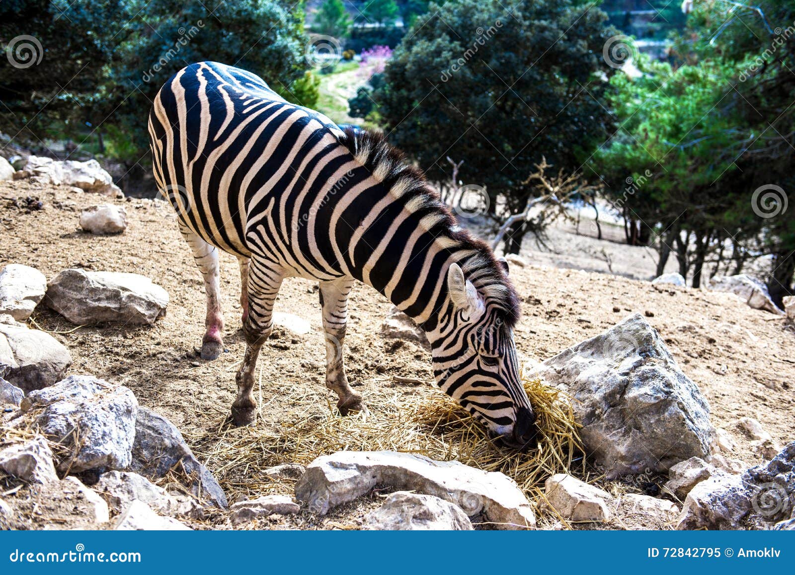 Zebra feeding outdoors stock image. Image of sunlight - 72842795