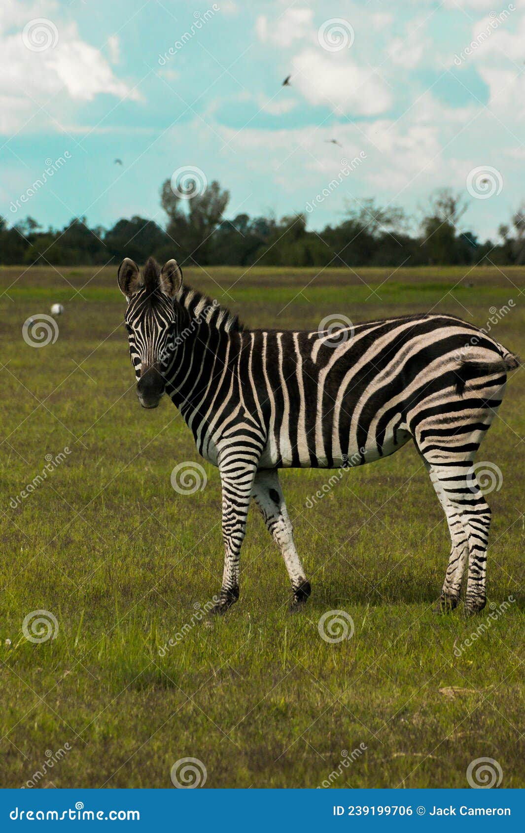 Zebra Feeding on South African Plain Stock Photo - Image of safari ...