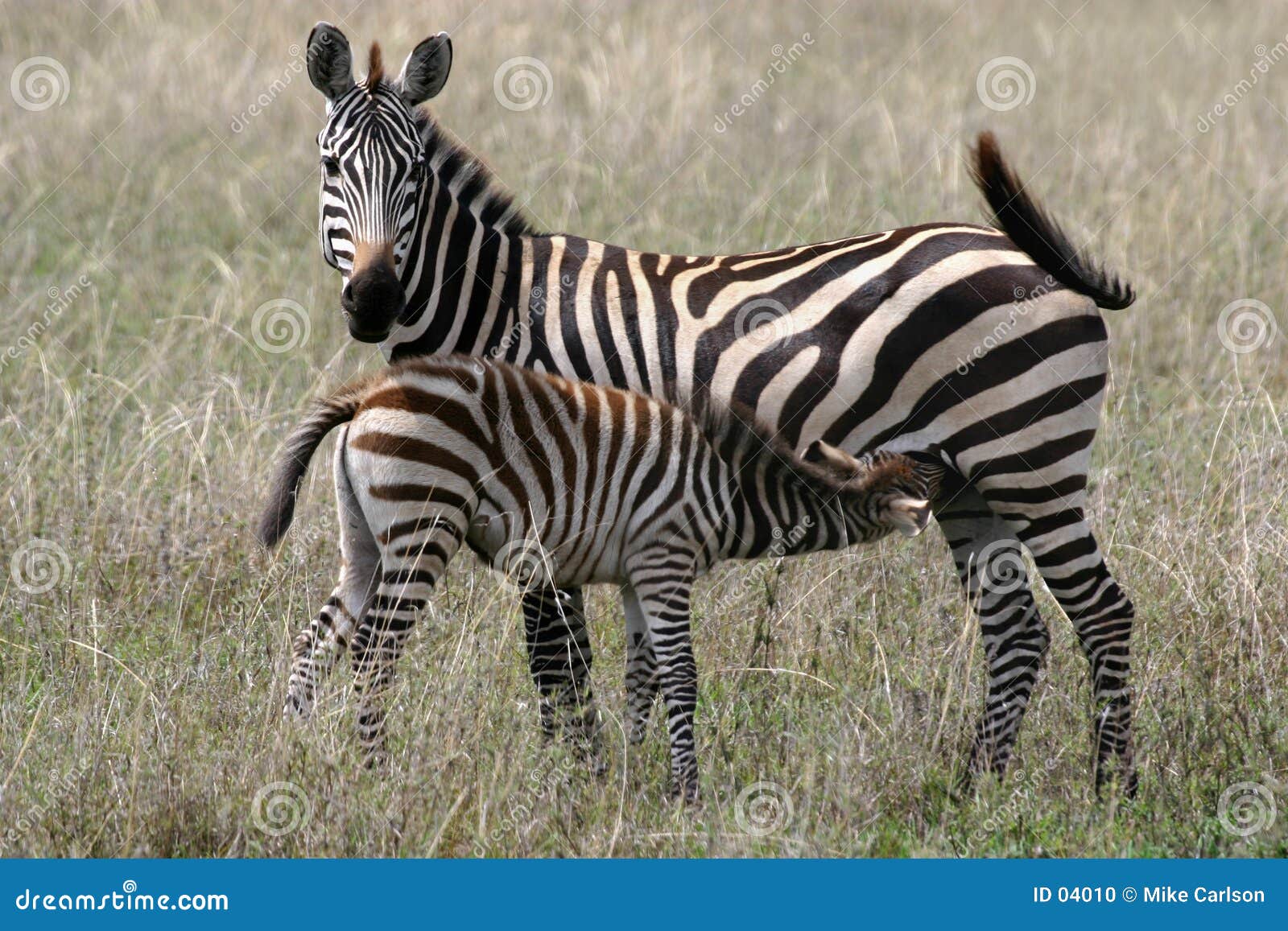 Zebra Feeding Time stock photo. Image of plains, wildlife - 4010