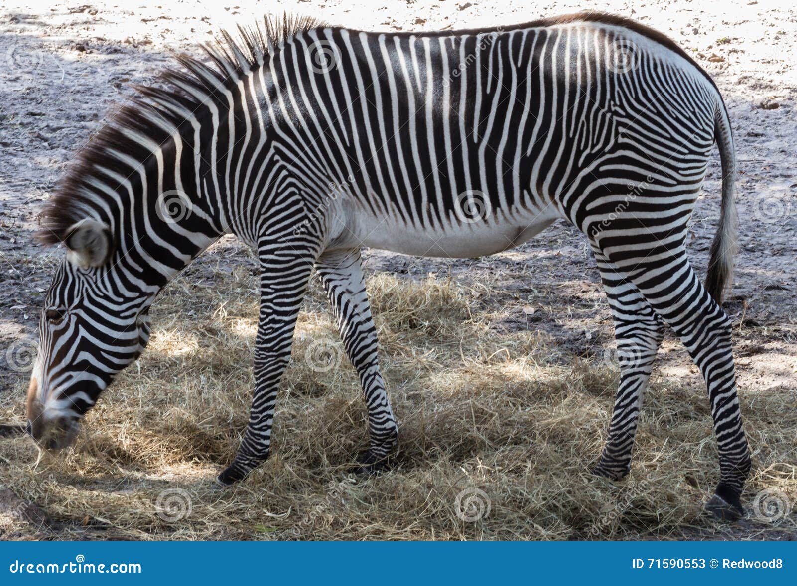 Zebra Feeding at Zoo stock image. Image of black, mammal - 71590553