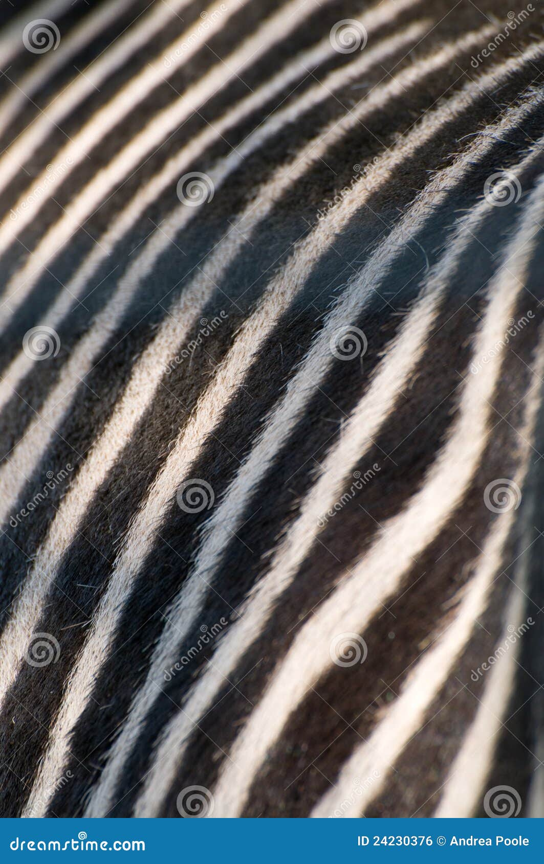 Zebra-Fell stockfoto. Bild von zebra, fell, gefangenschaft - 24230376