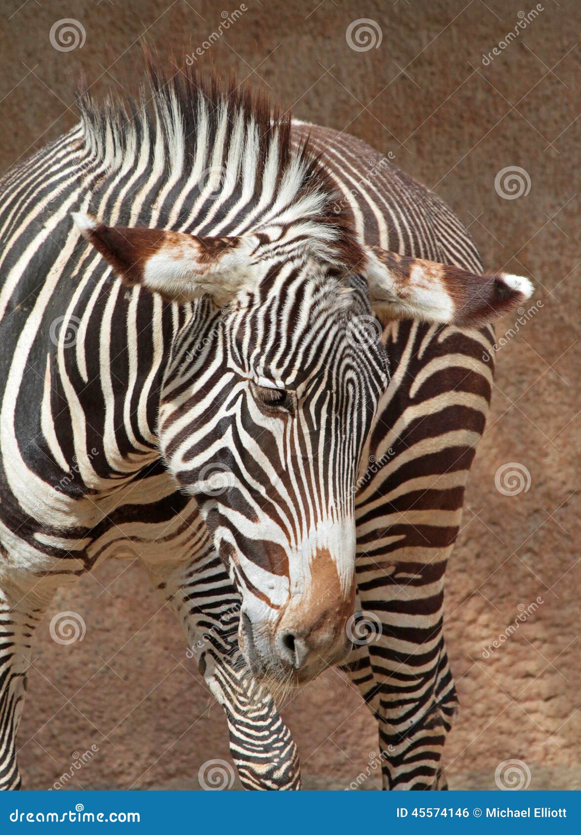Zebra stock photo. Image of aggression, dominate, equine - 45574146