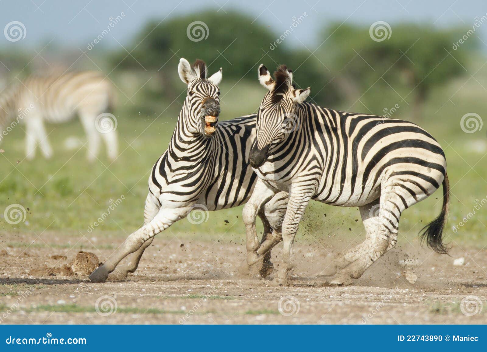 Zebra Fight stock photo. Image of africa, mammal, fight - 22743890