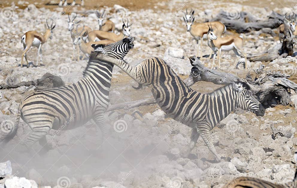 Zebra fighting stock photo. Image of national, wildlife - 18616324