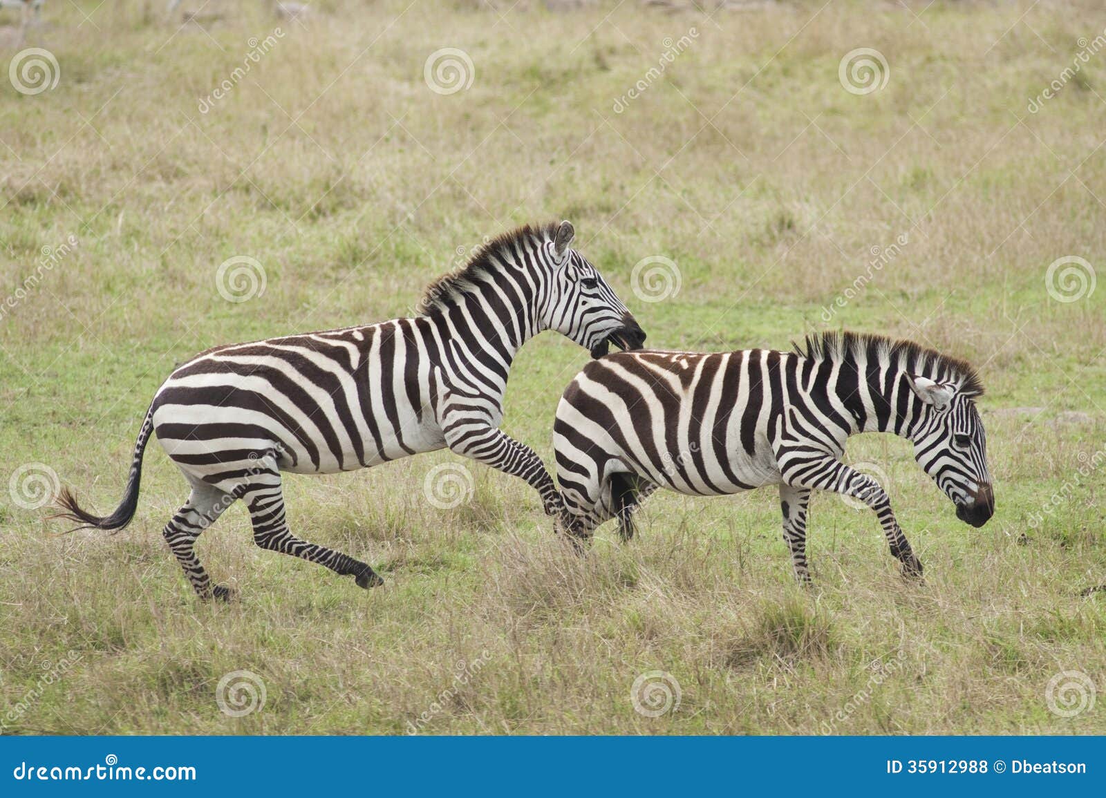 Zebra stock photo. Image of zebra, stripes, hooves, mane - 35912988