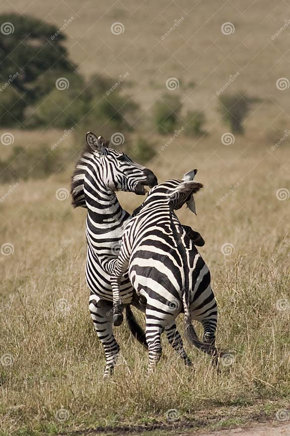 Zebra stock image. Image of stripes, herd, wildlife, blackwhite - 35912995