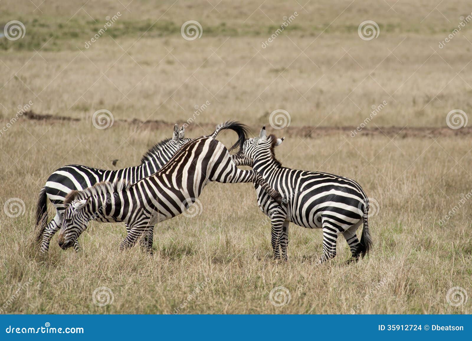 Zebra stock photo. Image of zebra, grasslands, blackwhite - 35912724