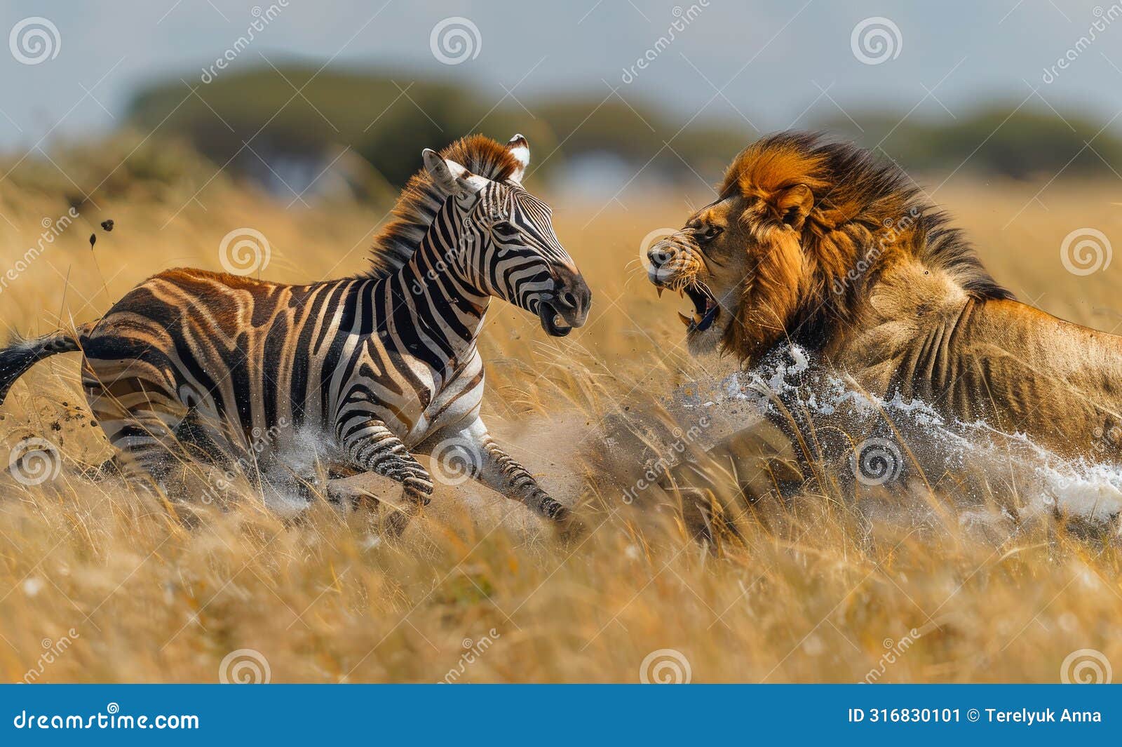 Zebra Fighting a Lion in the Savannah Stock Image - Image of male, park ...