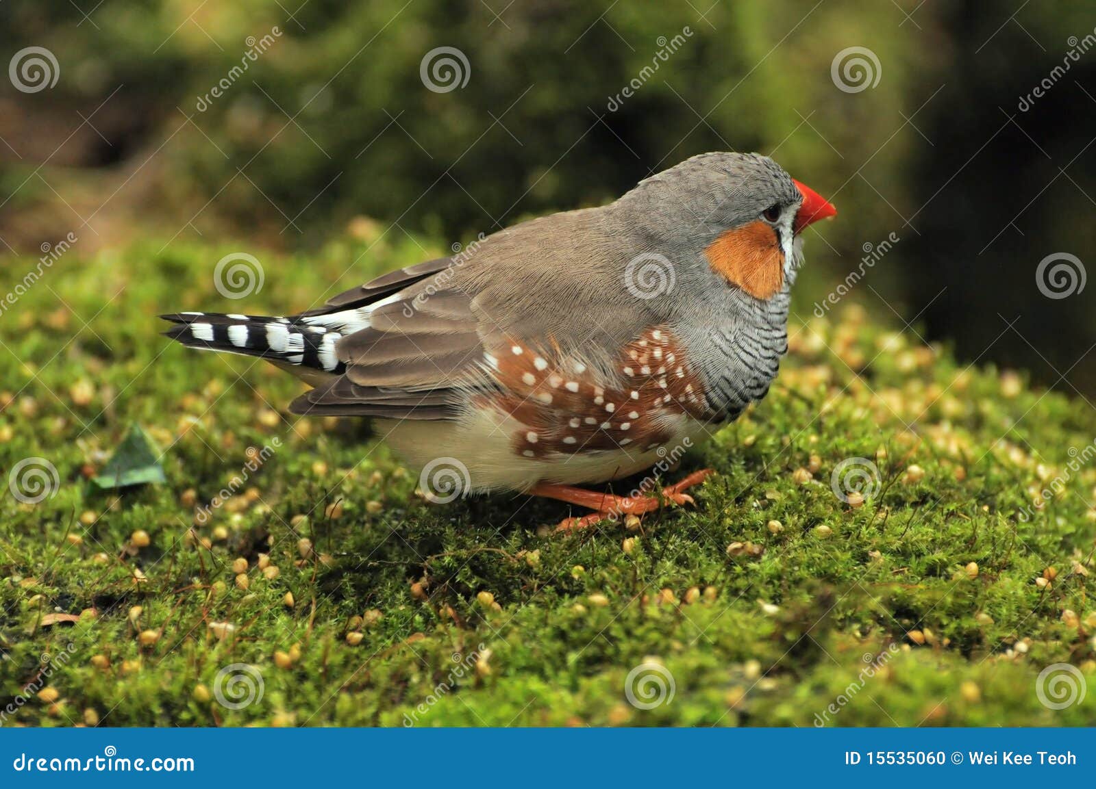 Zebra finch stock photo. Image of singing, zebra, chubby - 15535060