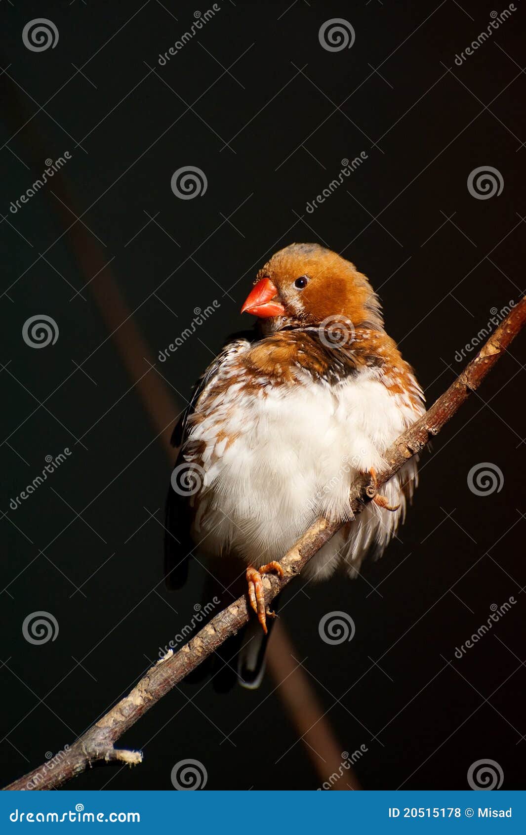 Zebra Finch stock photo. Image of single, sitting, birds - 20515178